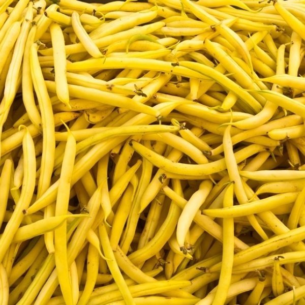 Fasole franțuzească Goldpantera