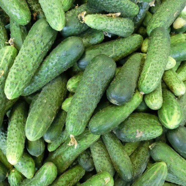 Castravete Gherkin Rodniciok
