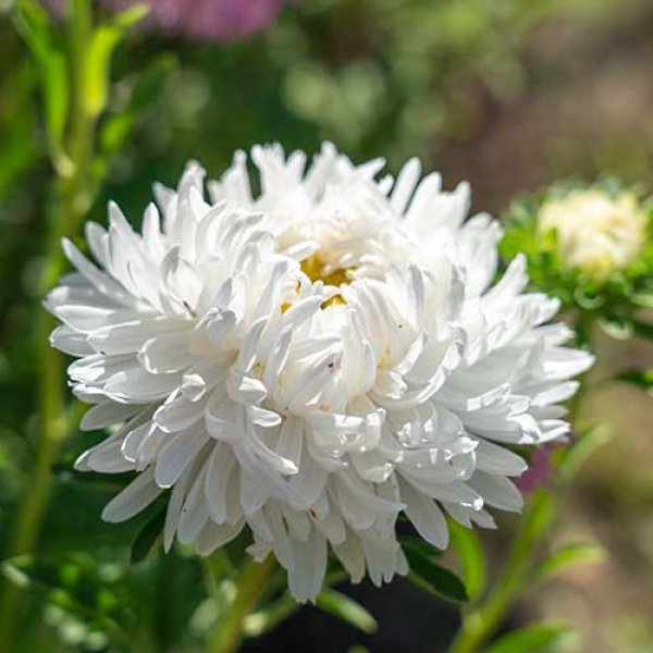Callistephus chinensis Apollonia alb